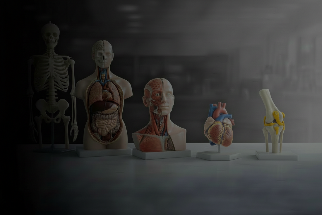 Anatomical Models for Education & Training | Holt Anatomical